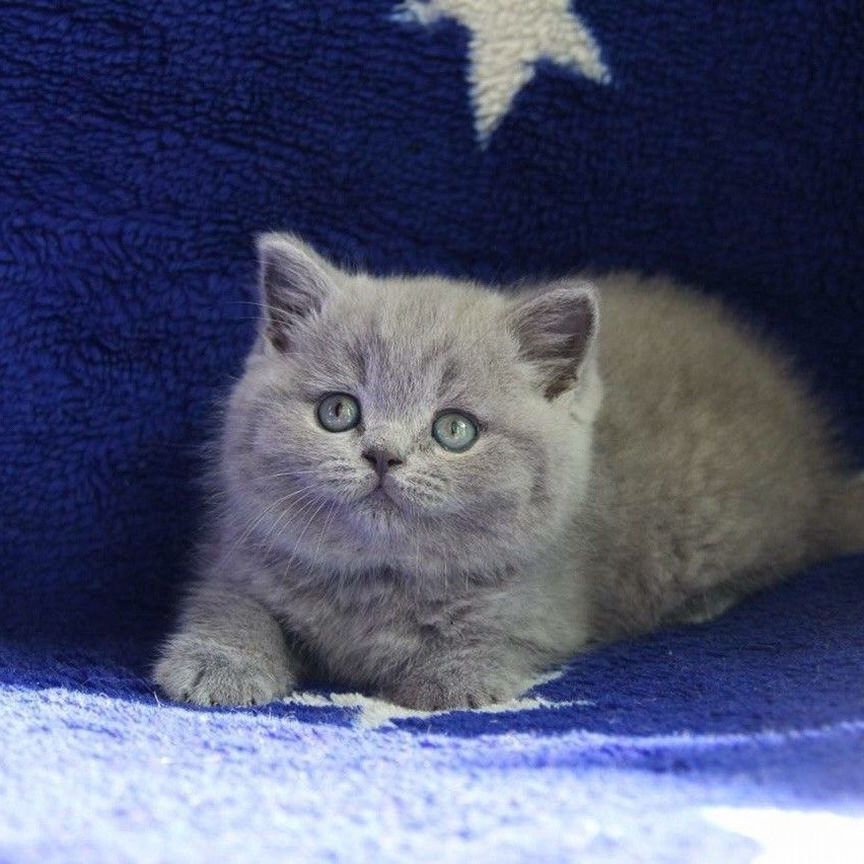 Британские котята