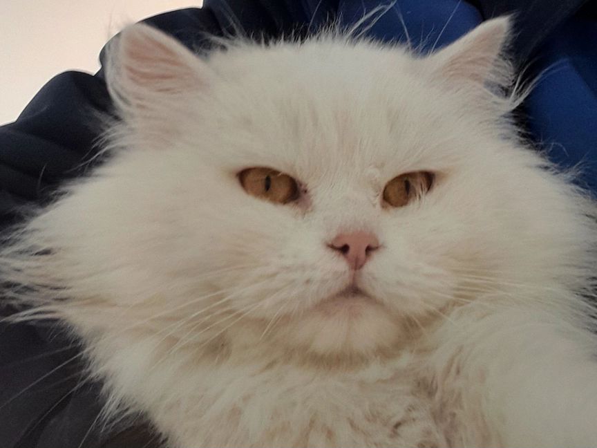 Кот