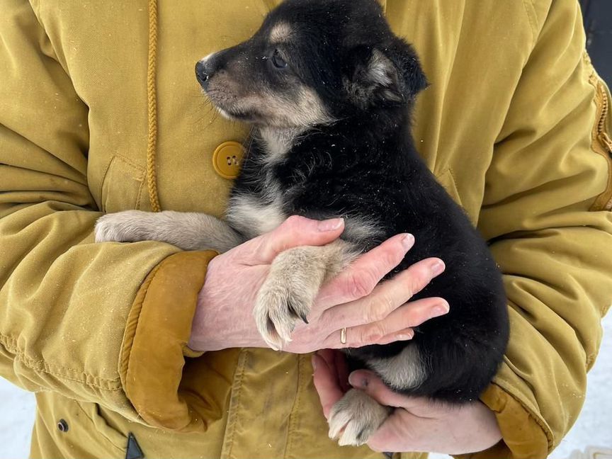 Щенок от небольшой собачки в дар 2 мес
