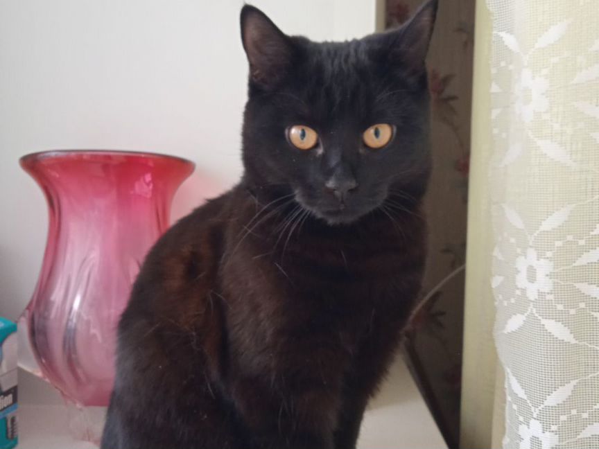 Отдаю котика в добрые руки