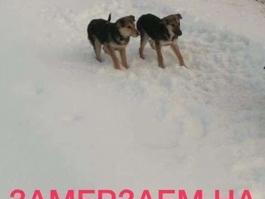 Щенки бесплатно