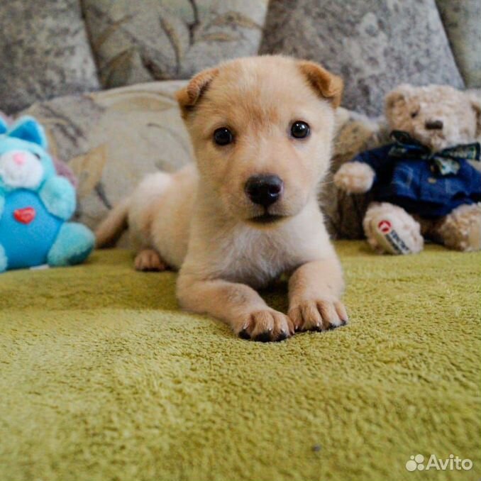 Ищет дом очаровательный щенок Марго