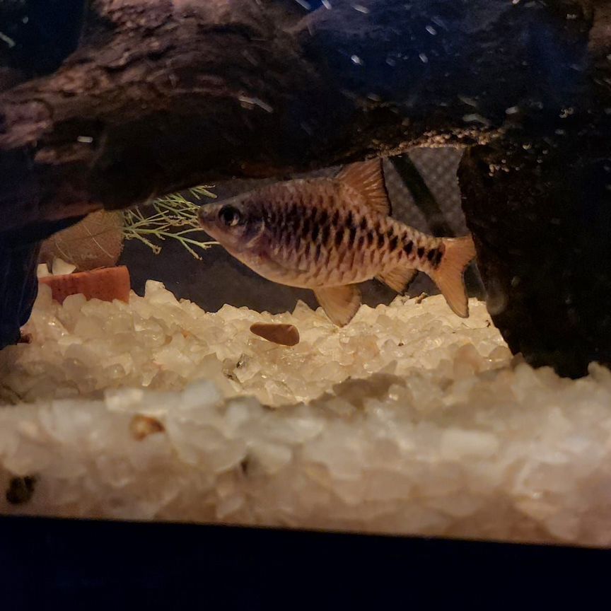 Живая рыба барбус олиголепис аквариум