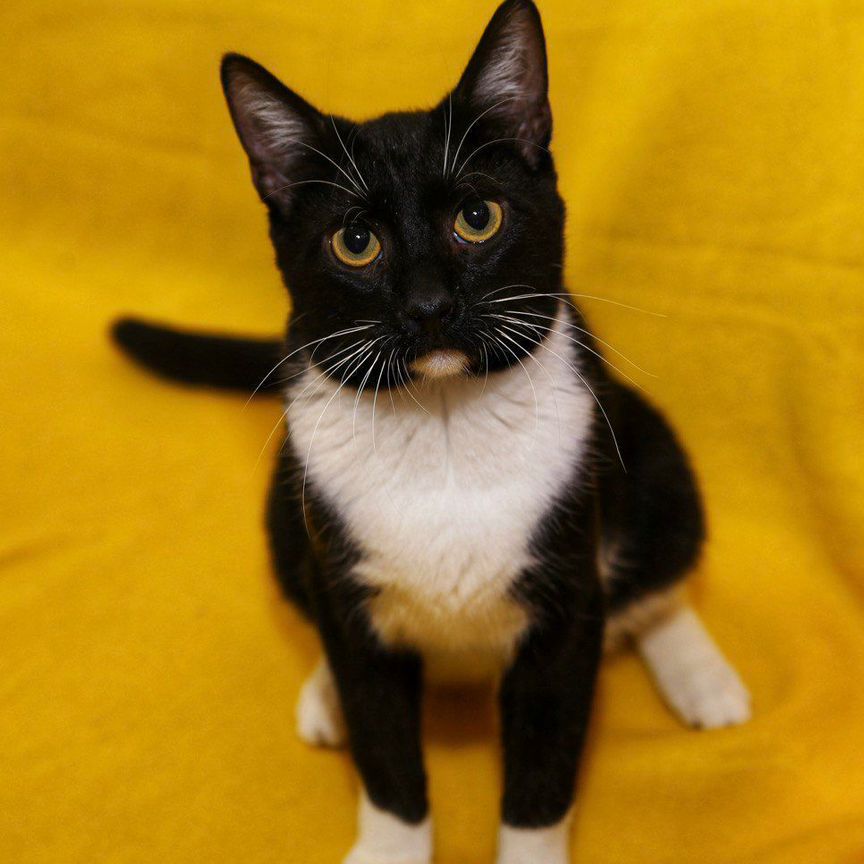 Котик с непростой судьбой