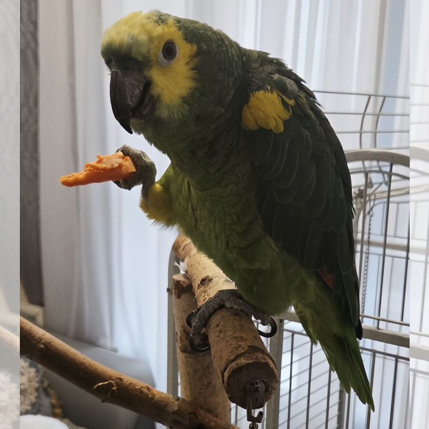 Говорящий попугай с двумя клетками