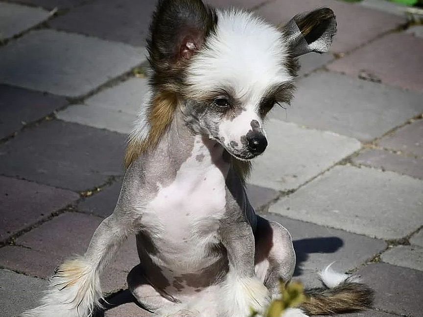 Китайская хохлатая мини