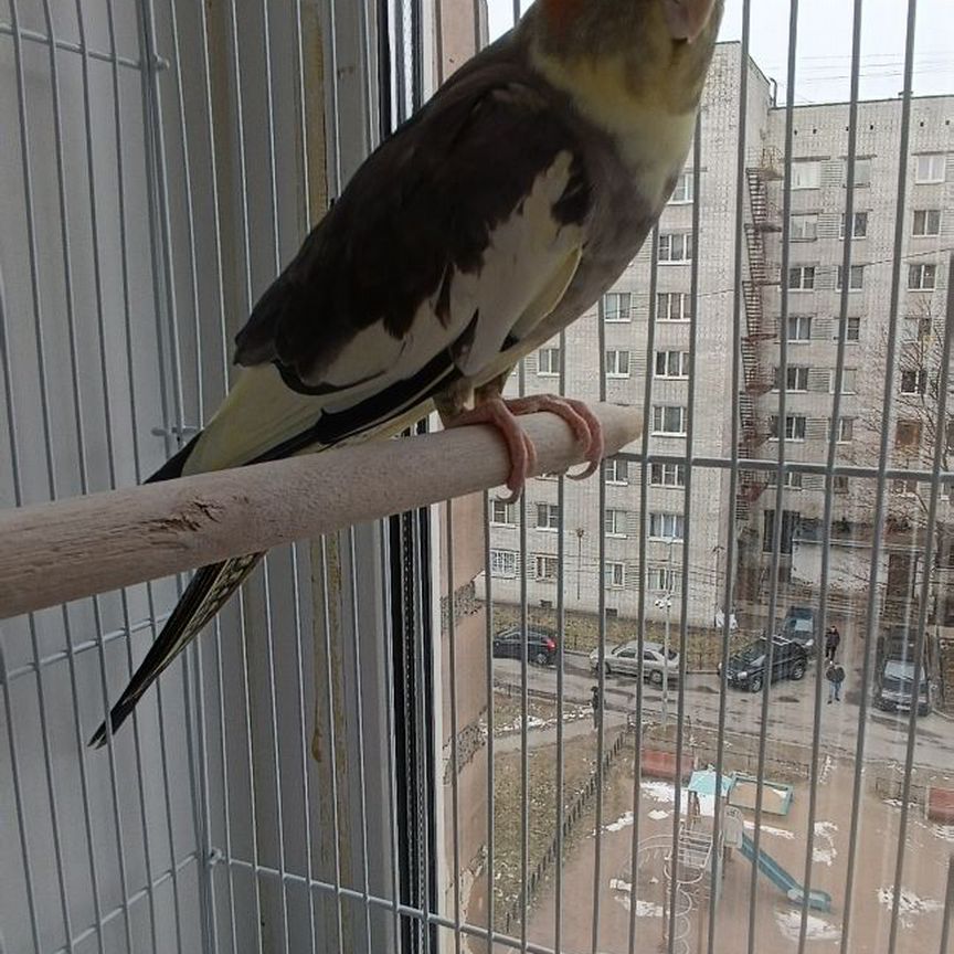 Попугай корелла бесплатно