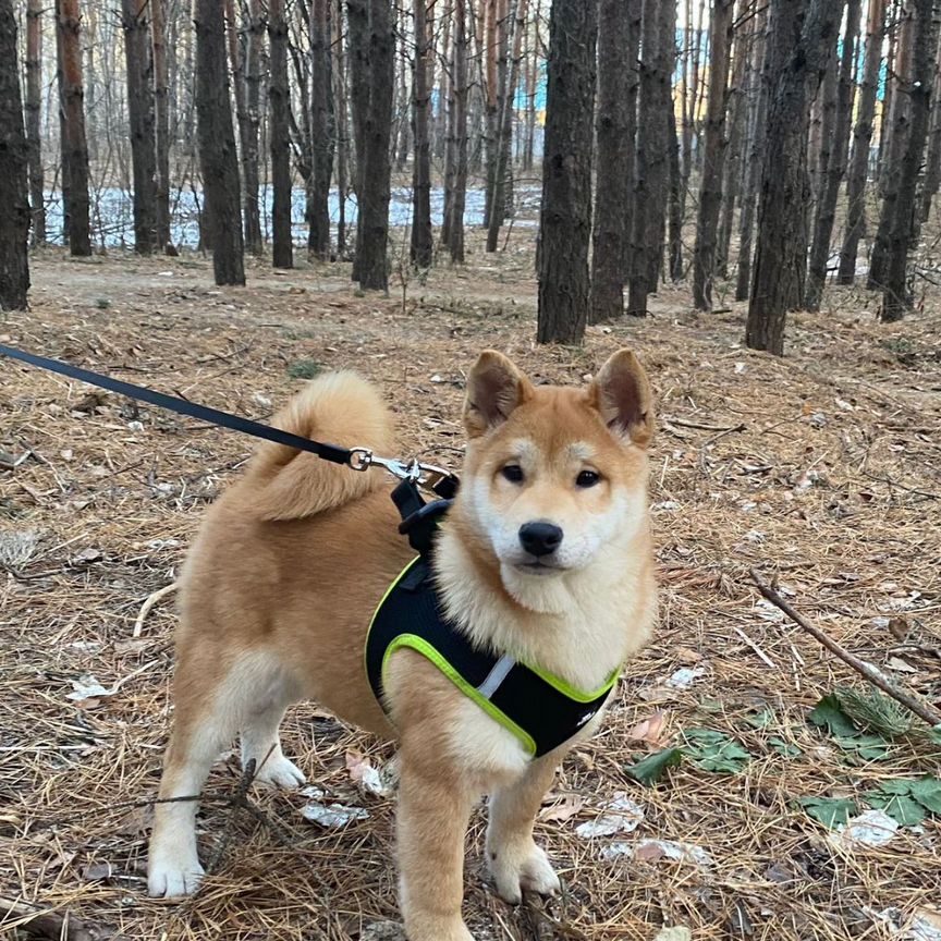 Сиба ину