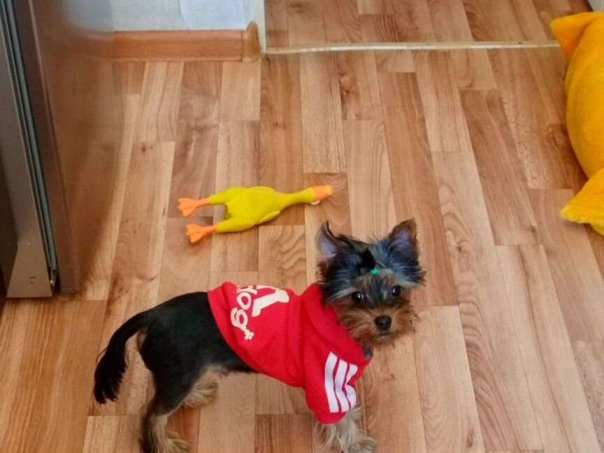 Йоркширский терьер