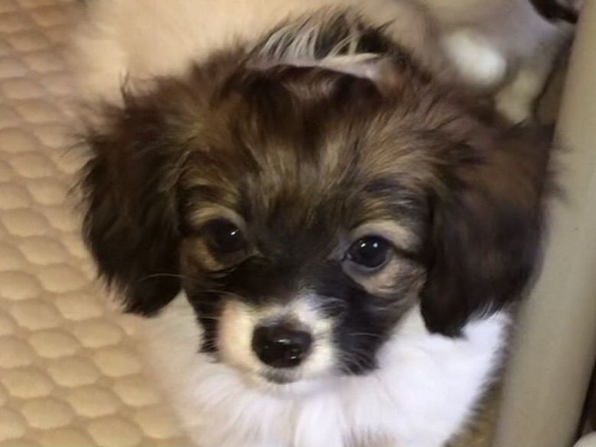 Мальчик Фалена Филипп