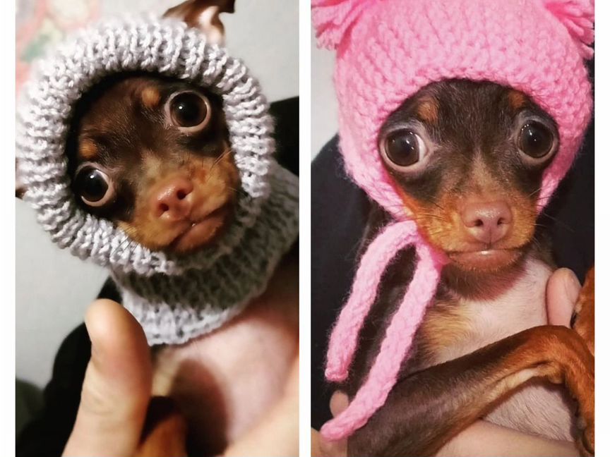 Кофта для собак