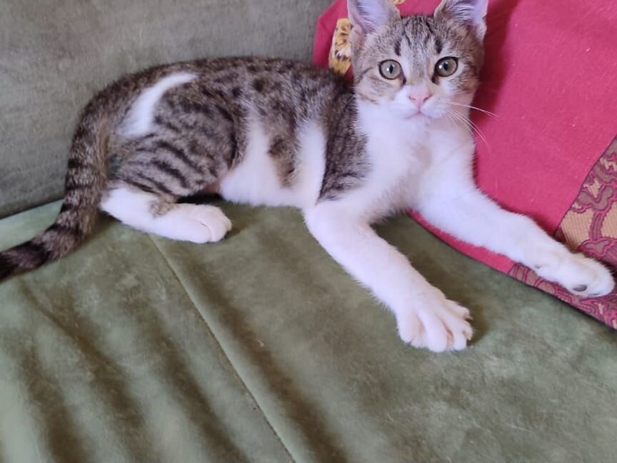 Котёнок ищет ответственных хозяев