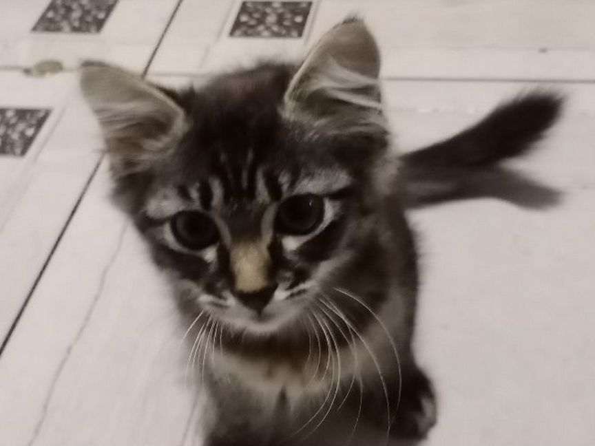 Котенок