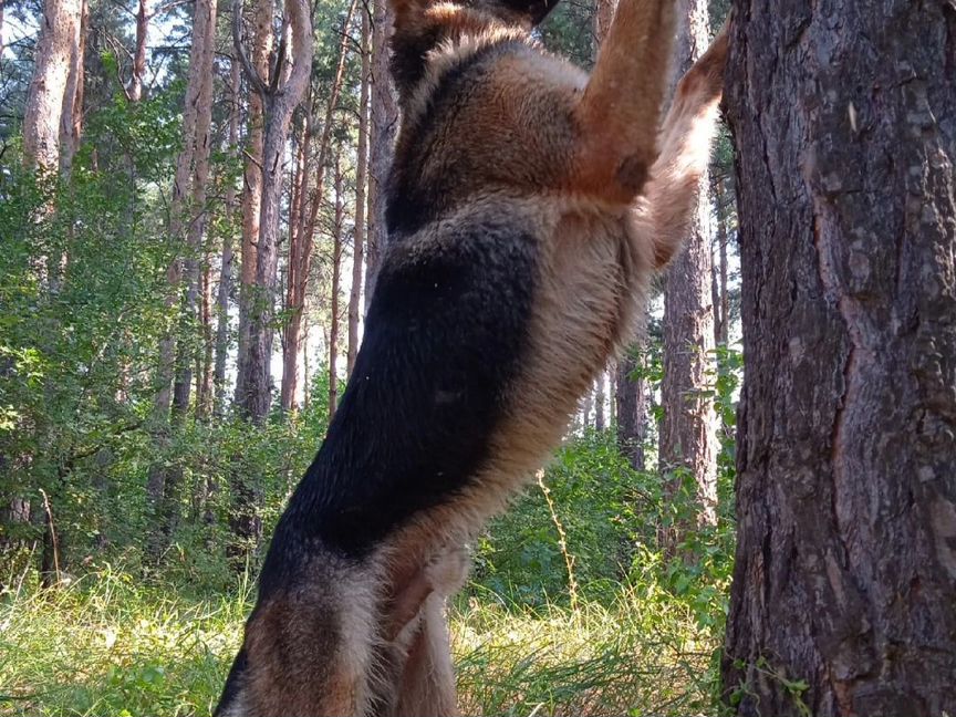 Немецкая овчарка