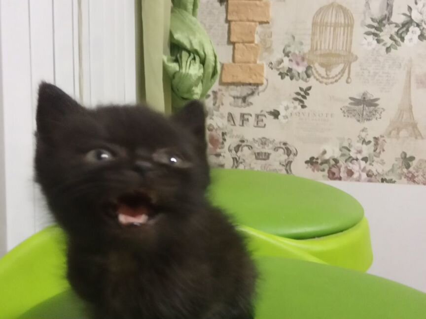 Котики 2-х месячные ждут свою семью