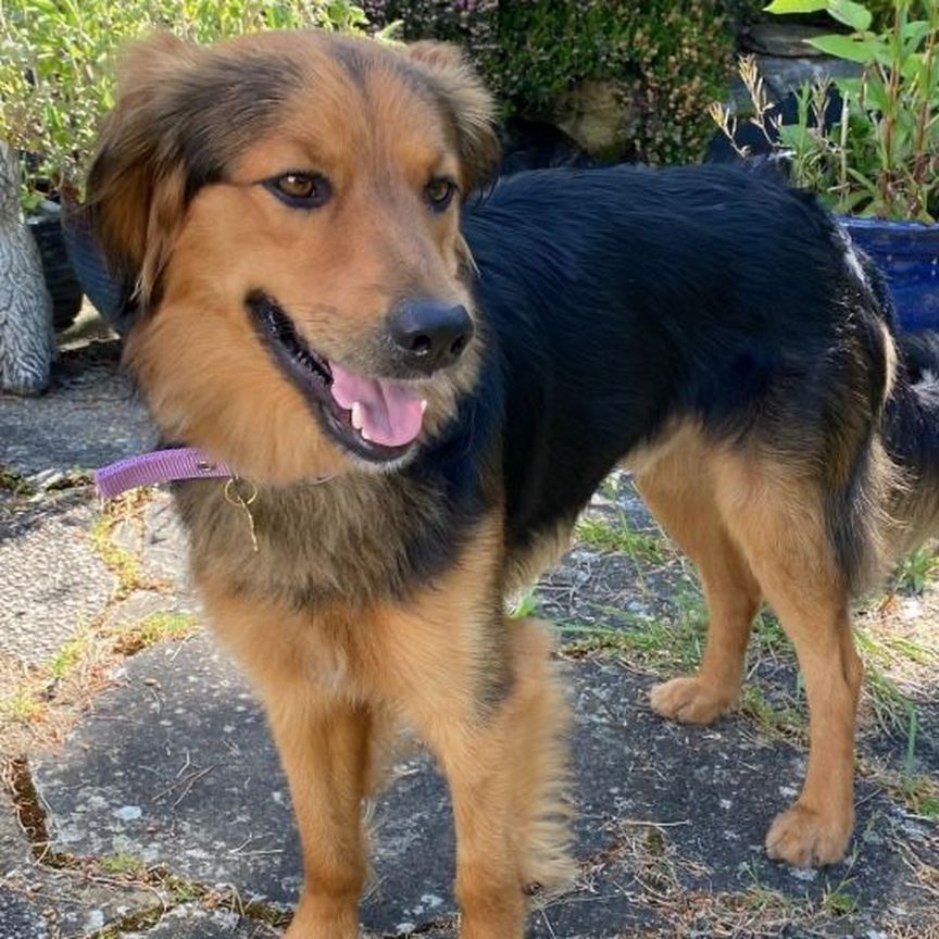 Взрослая собака в добрые руки