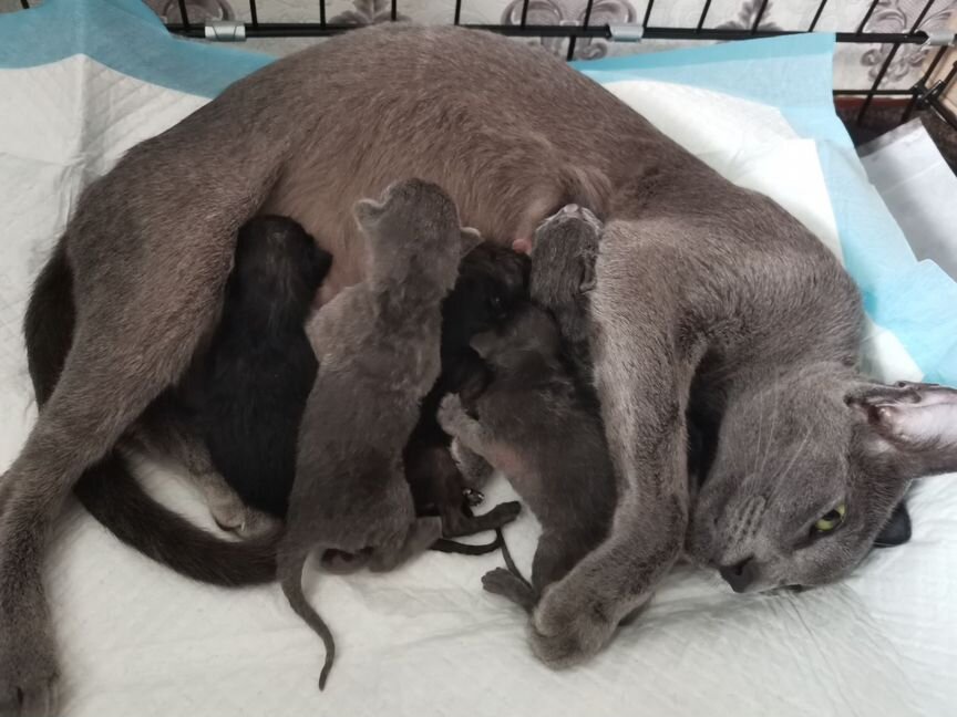 Ориентальные котята