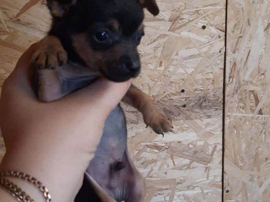 Той-терьер щенки