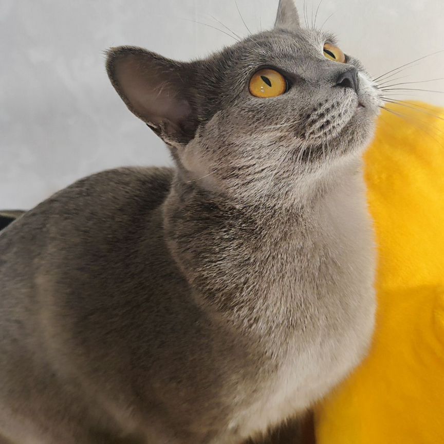 Вязка,кошка