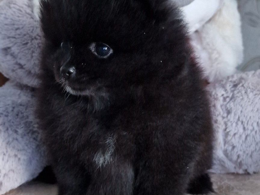 Собаки щенки шпиц