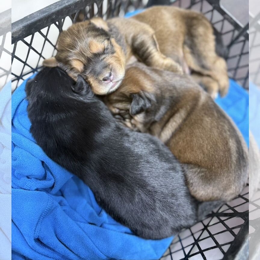 Тибетский мастиф, щенок