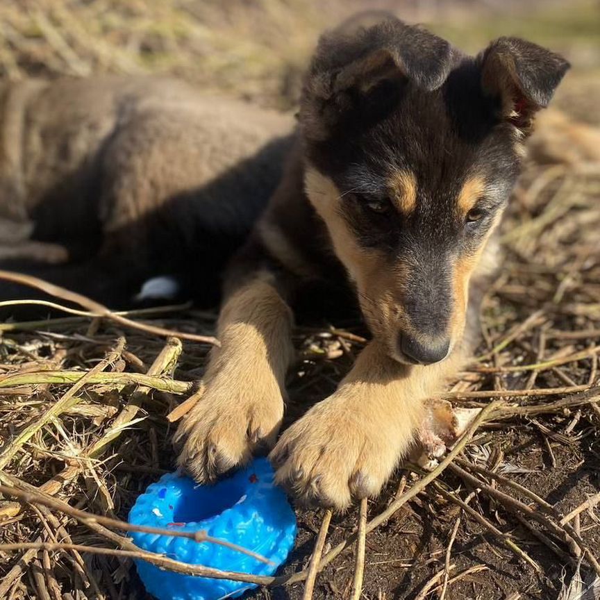 Немецкая овчарка, щенок