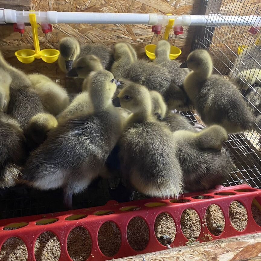 Гусята крупный серый