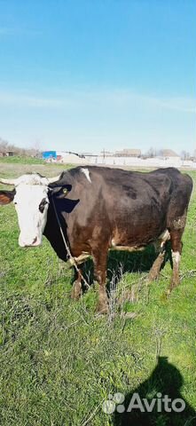 Корова высоко удойная