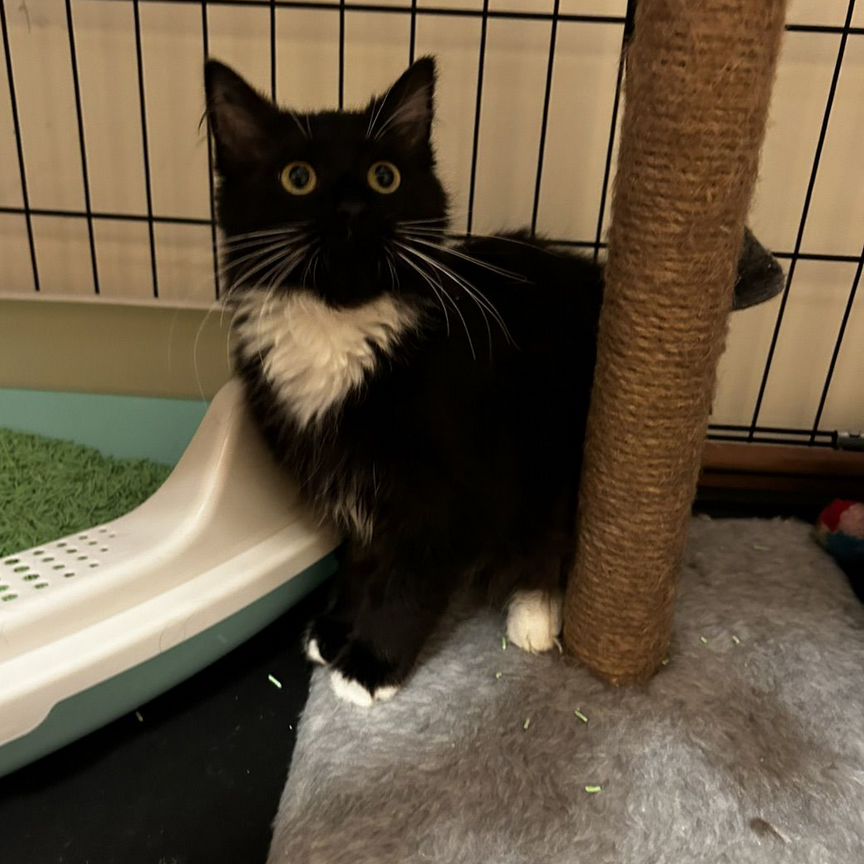 Норвежский лесной котёнок