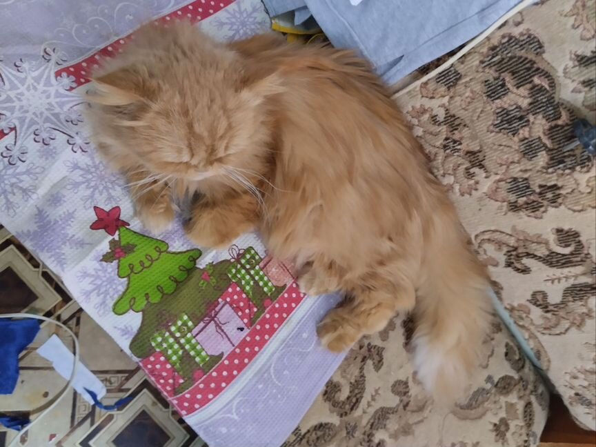Кошки вязка