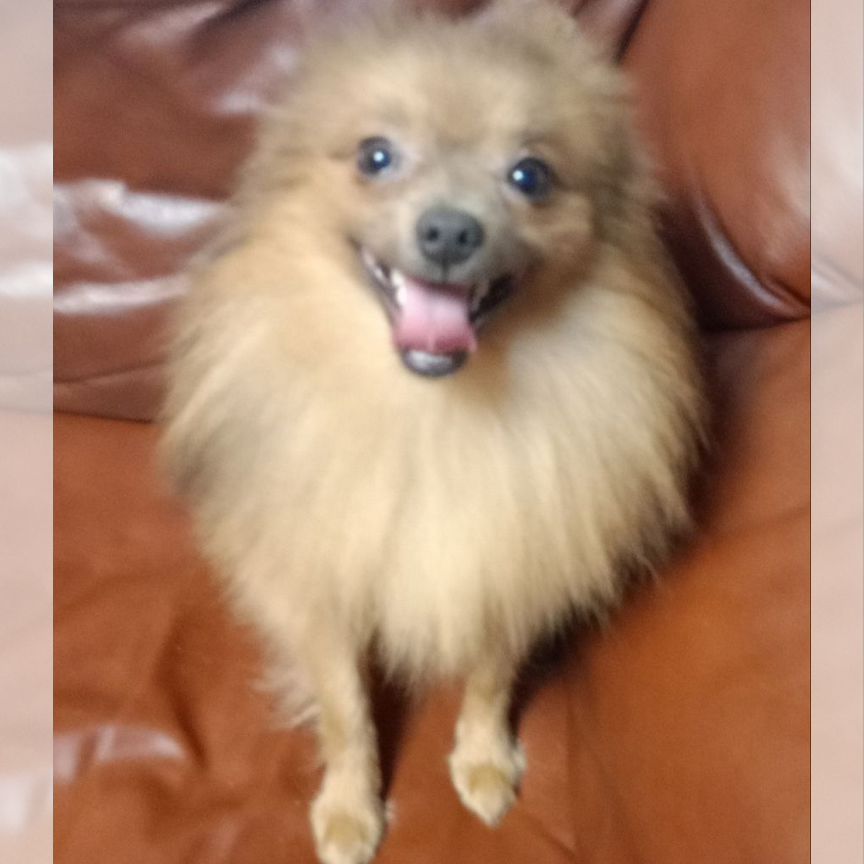 Немецкий шпиц, взрослый пёс