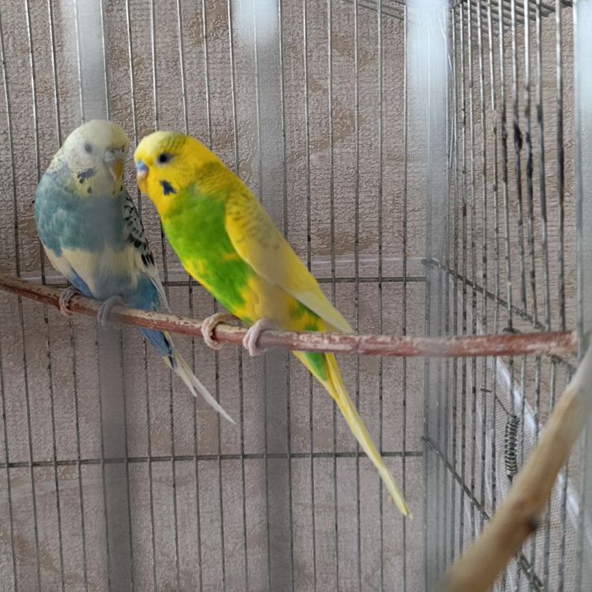 Попугаи волнистые