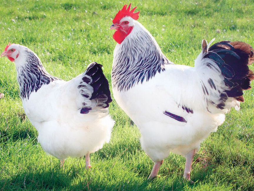 Цыплята суточные