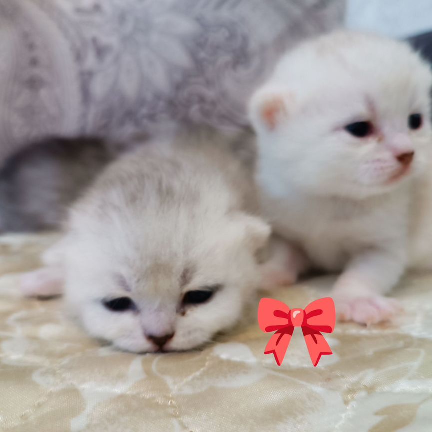 Шотландский прямоухий короткошёрстный котёнок