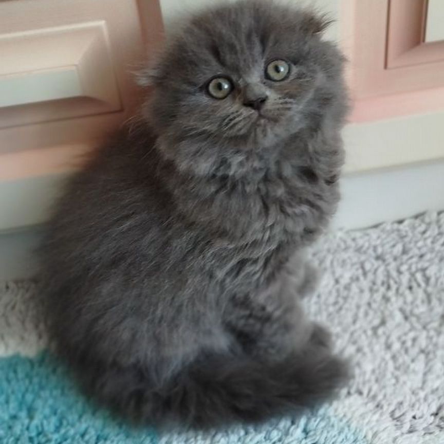 Шотландский вислоухий длинношёрстный котёнок