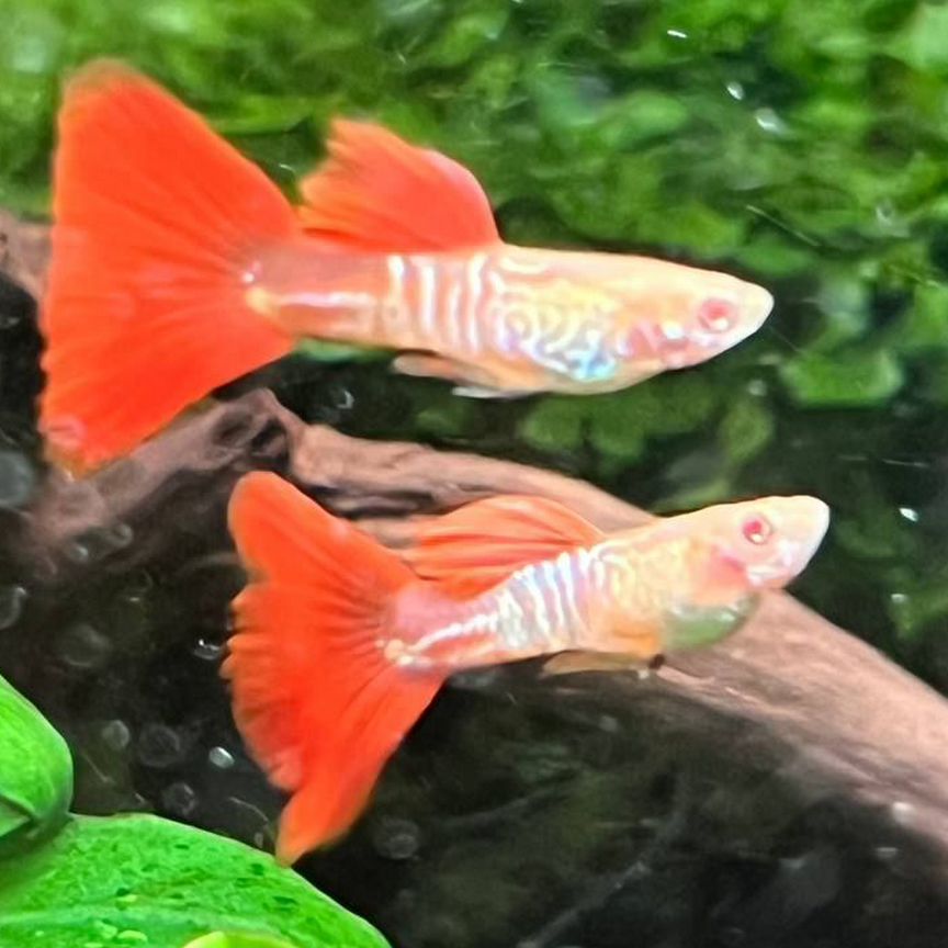 Гуппи чистая линия