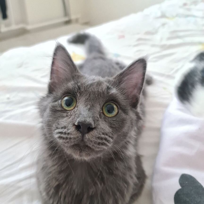 Отдам котёнка