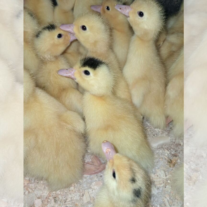 Муларды, утята Агидель, Черри вели