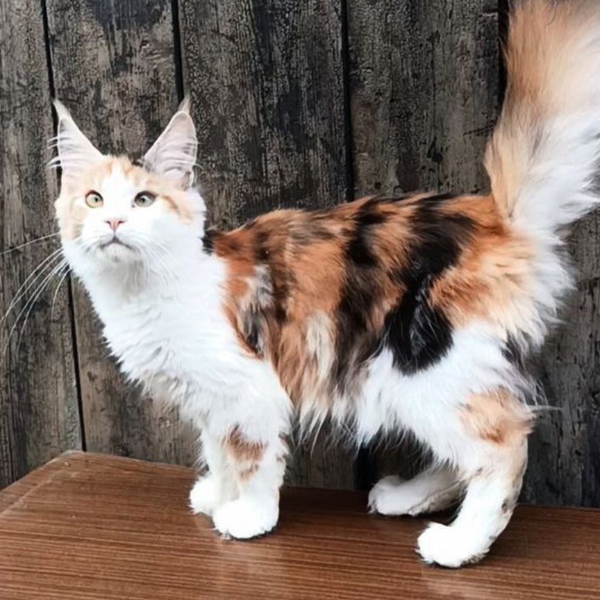 Котята мейн-кун и полидакты