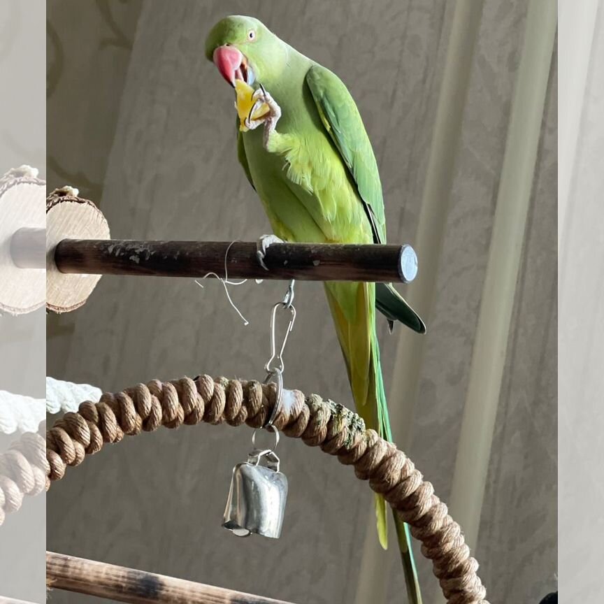 Ожереловый попугай