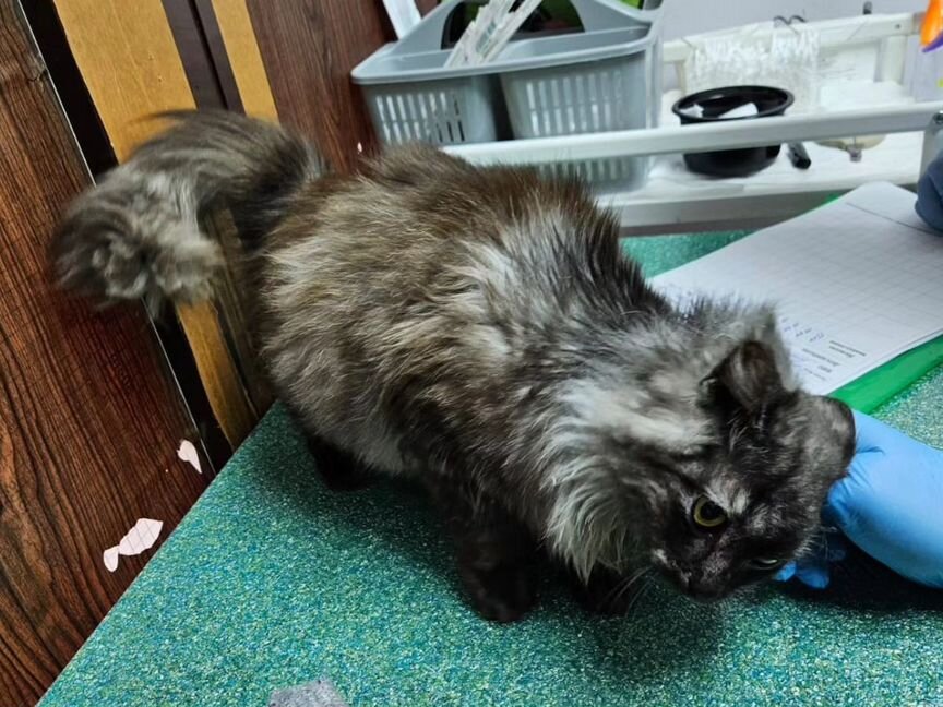 Пушистая кошечка из приюта в добрые руки