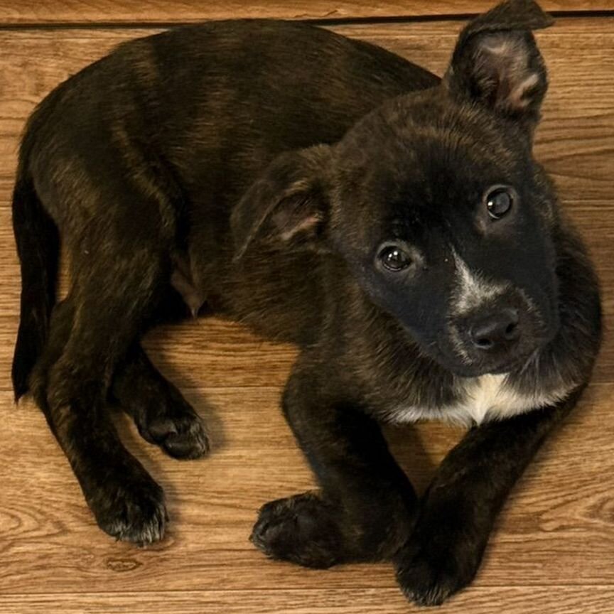 Американский стаффордширский терьер, щенок