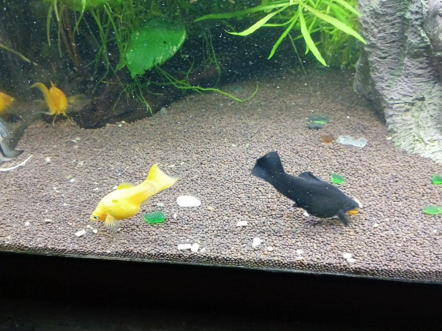 Молинезии, меченосцы Санта Клаус,скалярии