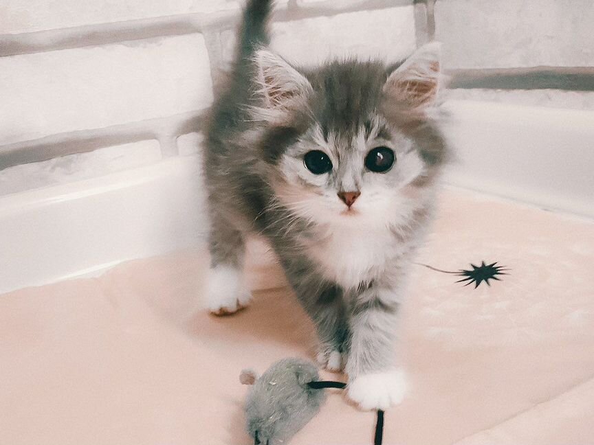 Котенок помесь сибирской кошки в добрые руки