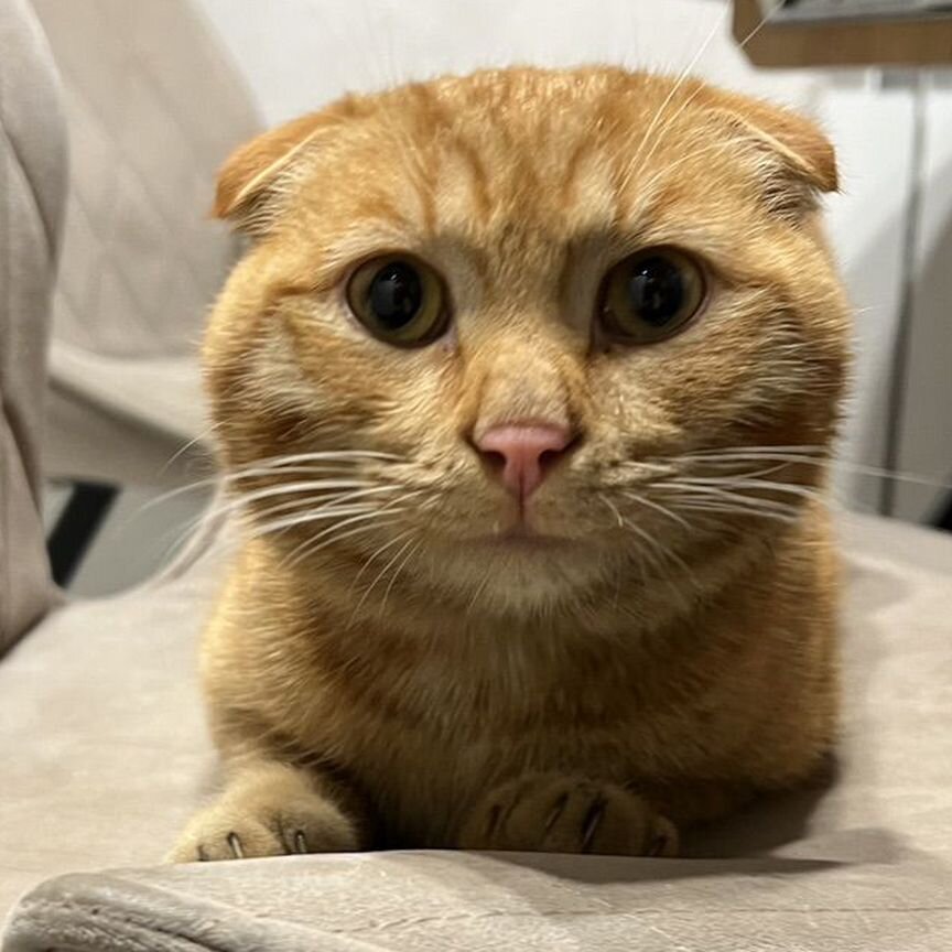 Шотландский вислоухий короткошёрстный, взрослый кот