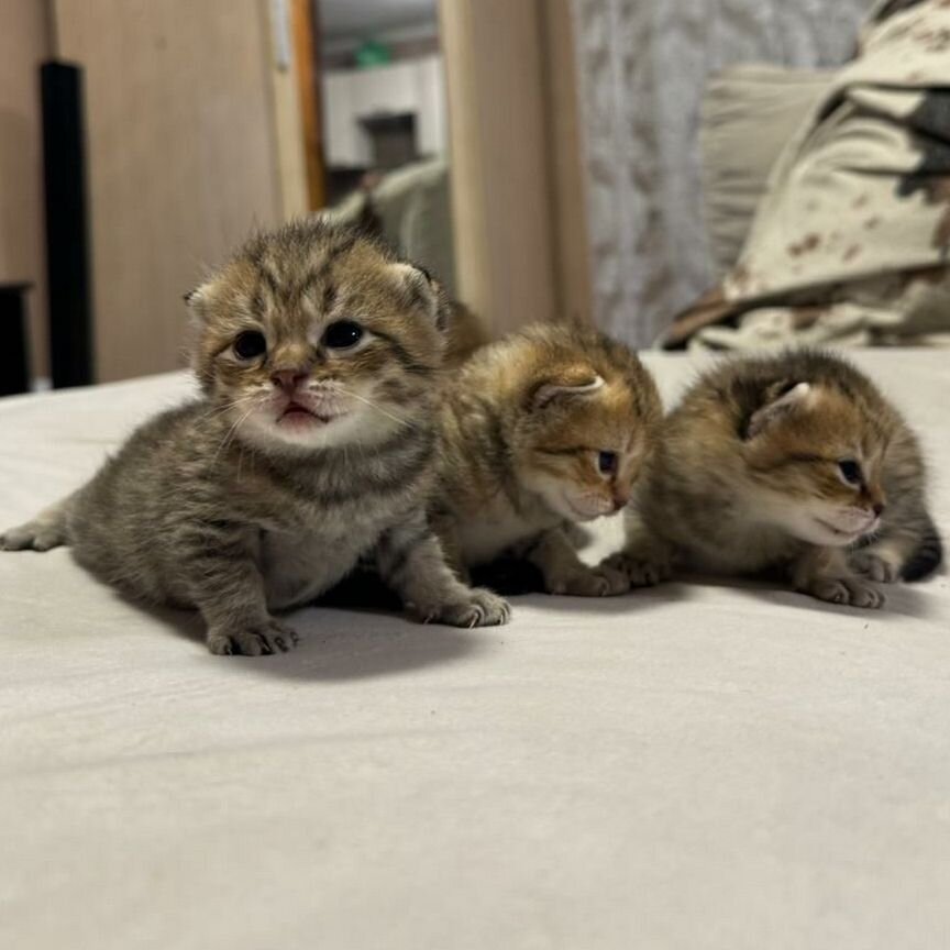 Шотландская (котята золотой шиншилы)