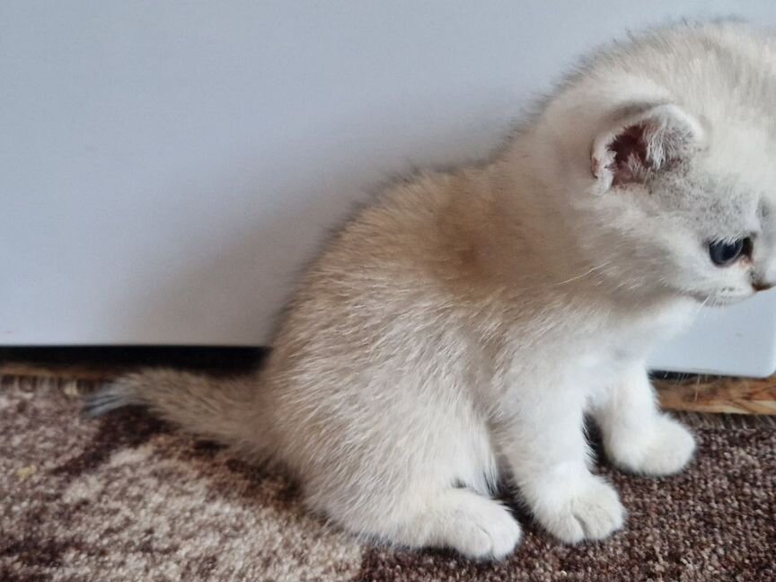 Котята шиншилла