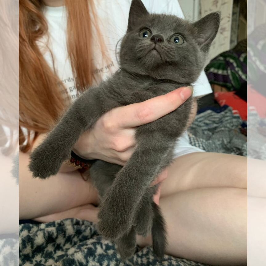 Котёнок в добрые руки