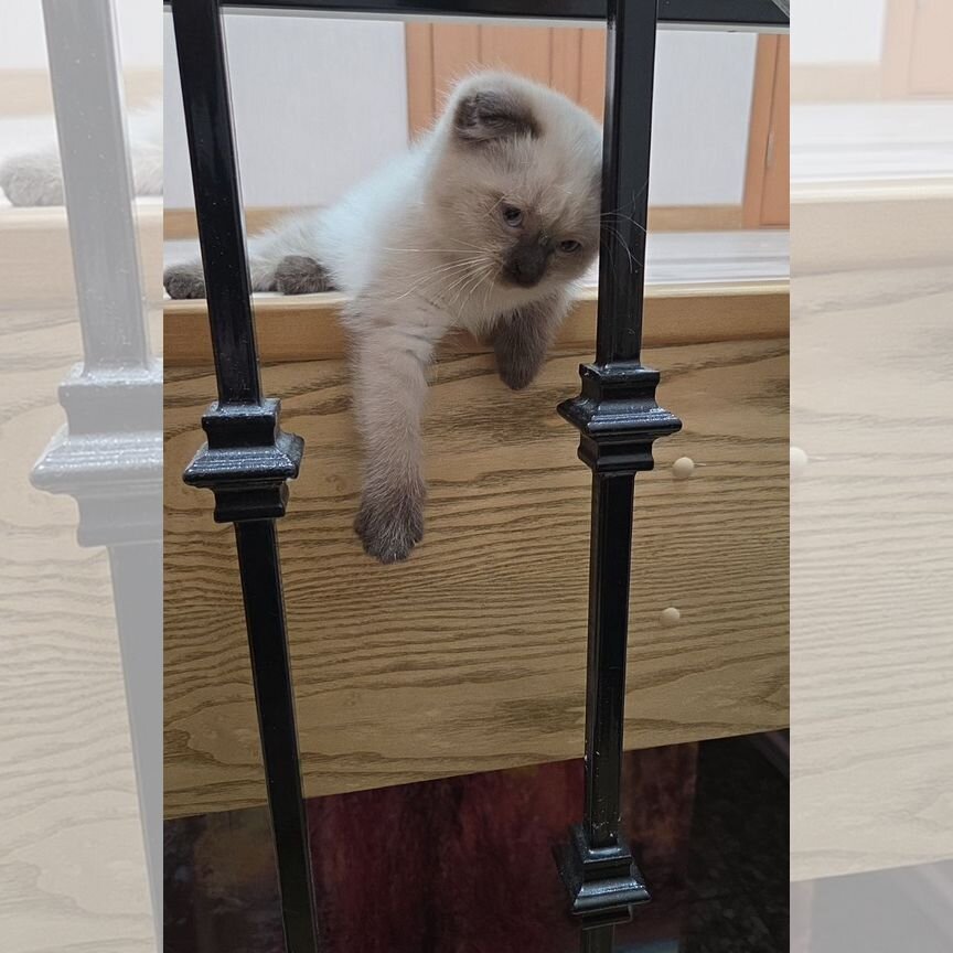 Шотландский вислоухий длинношёрстный котёнок