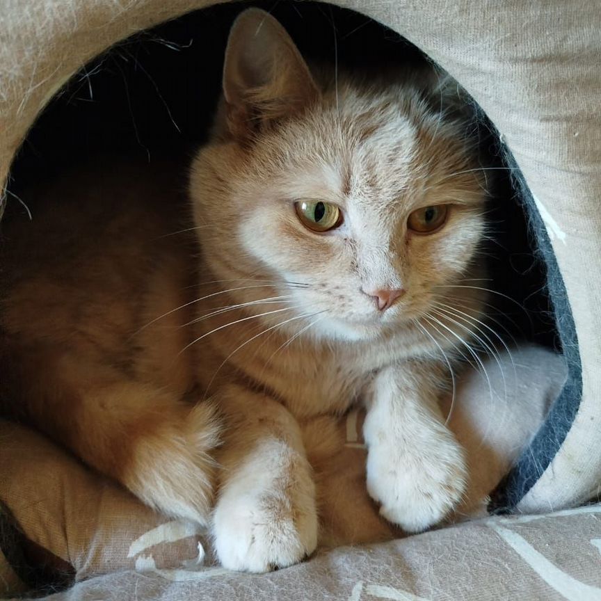 Милая ласковая кошечка в добрые руки